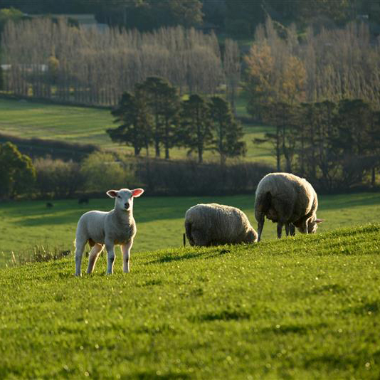 Boom without bounty: NZ’s economic twist | The New Zealand Initiative