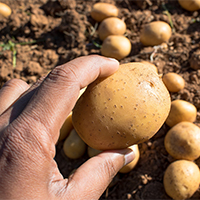 We Prefer Potato! | The New Zealand Initiative